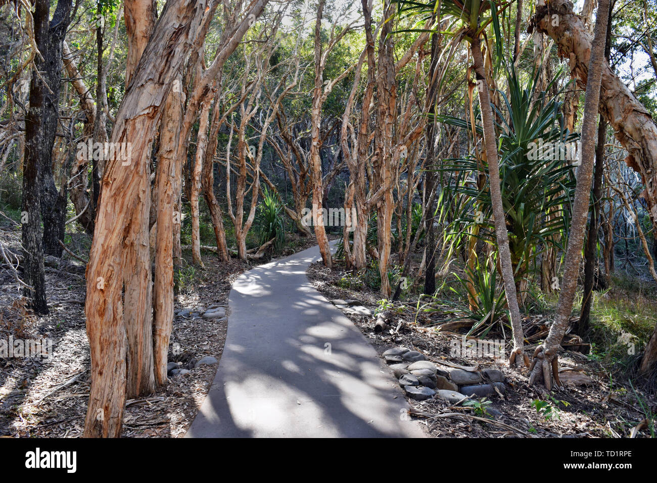 Tropical plant noosa national hi-res stock photography and images - Alamy