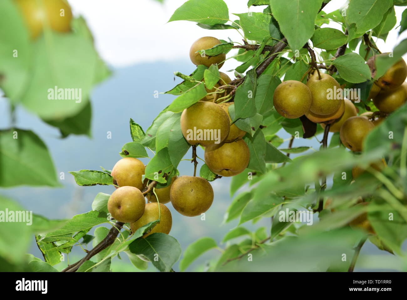 Immature pear hi-res stock photography and images - Alamy