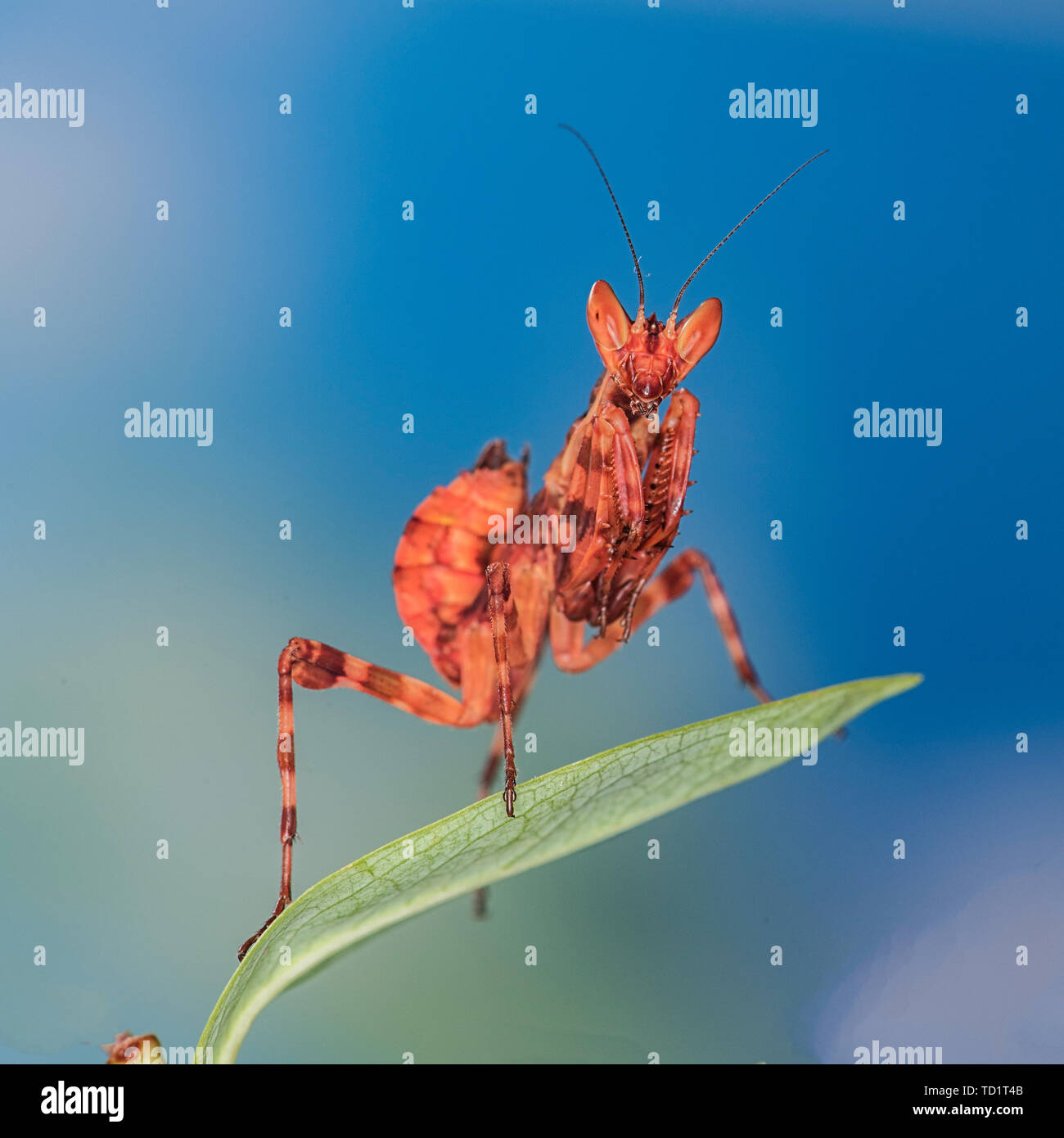 Big-eyed, little mantis Stock Photo - Alamy