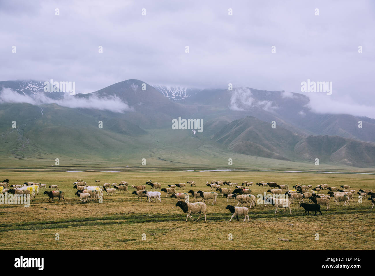 Shepherds and flocks hi-res stock photography and images - Alamy
