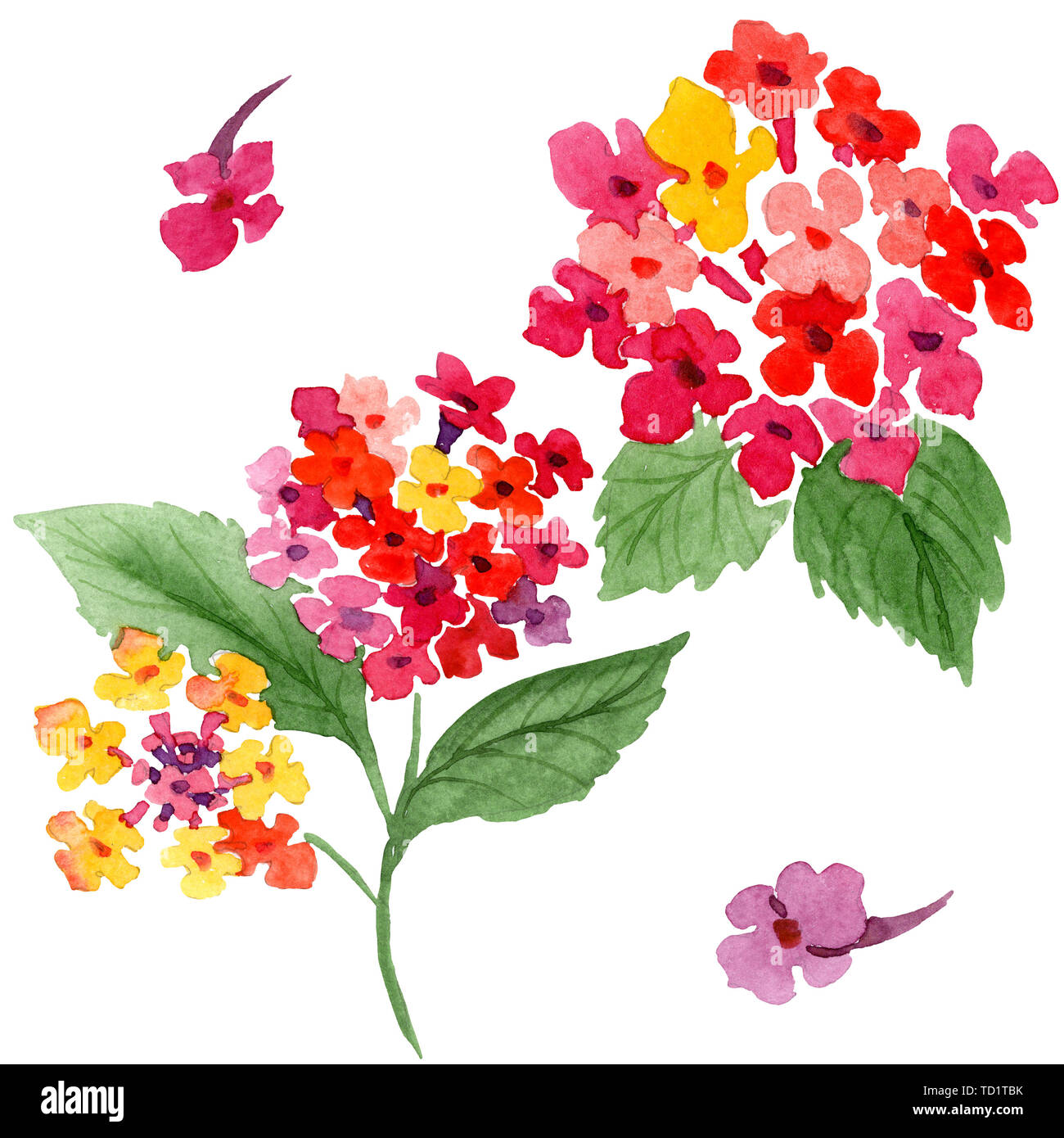 Red lantana floral botanical flowers. Wild spring leaf wildflower ...