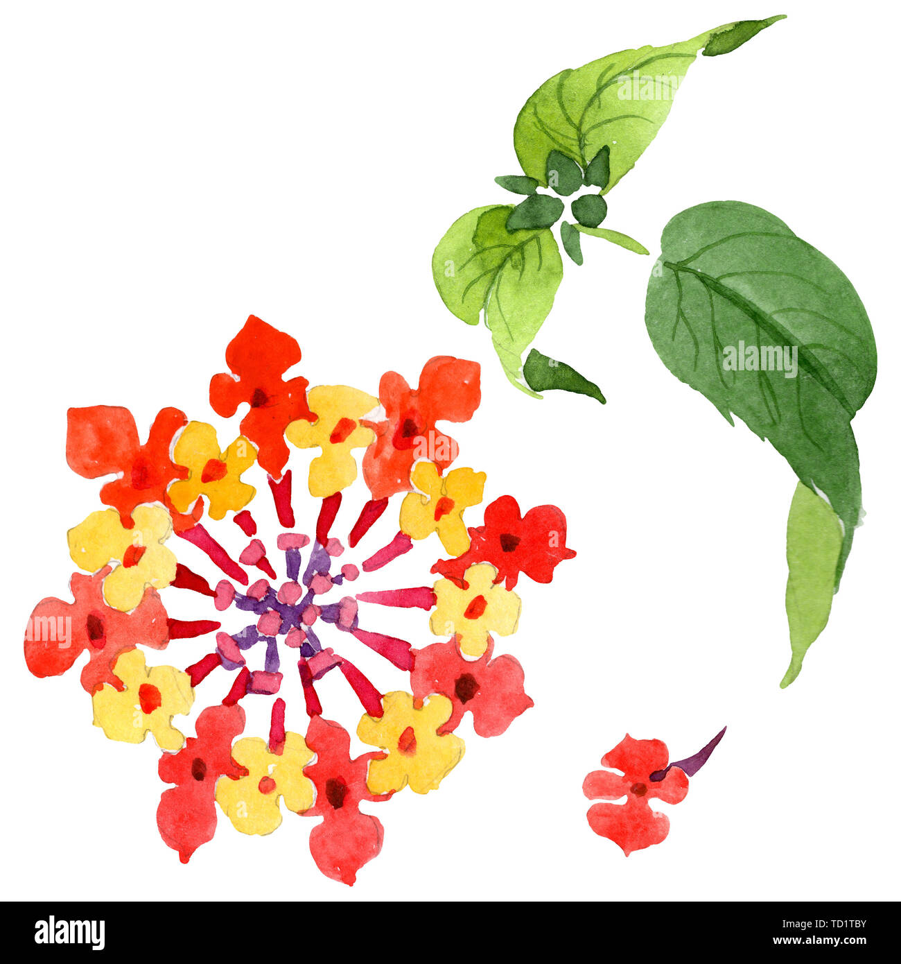 Red lantana floral botanical flowers. Wild spring leaf wildflower ...