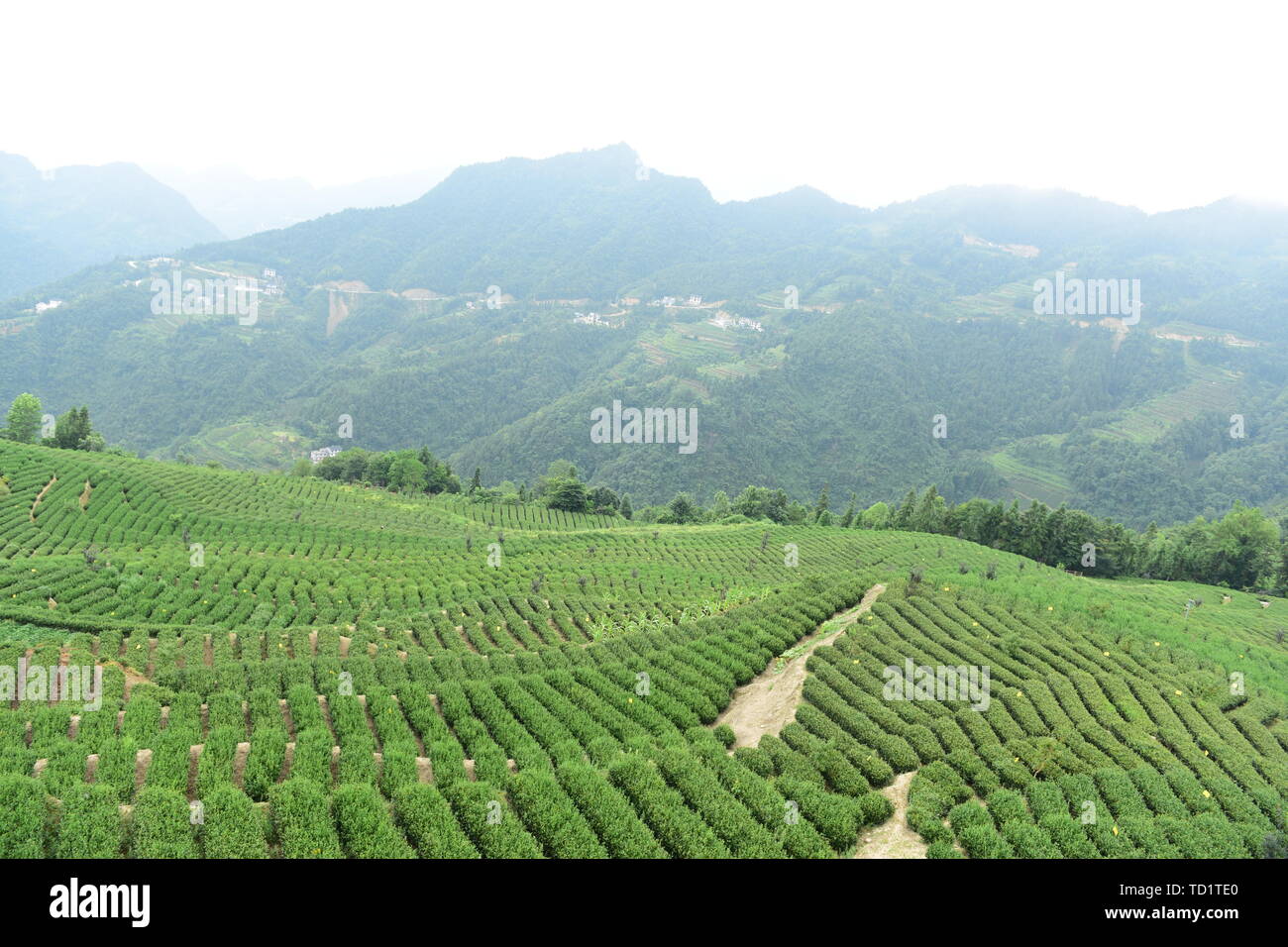 Tea garden tea tree Stock Photo - Alamy