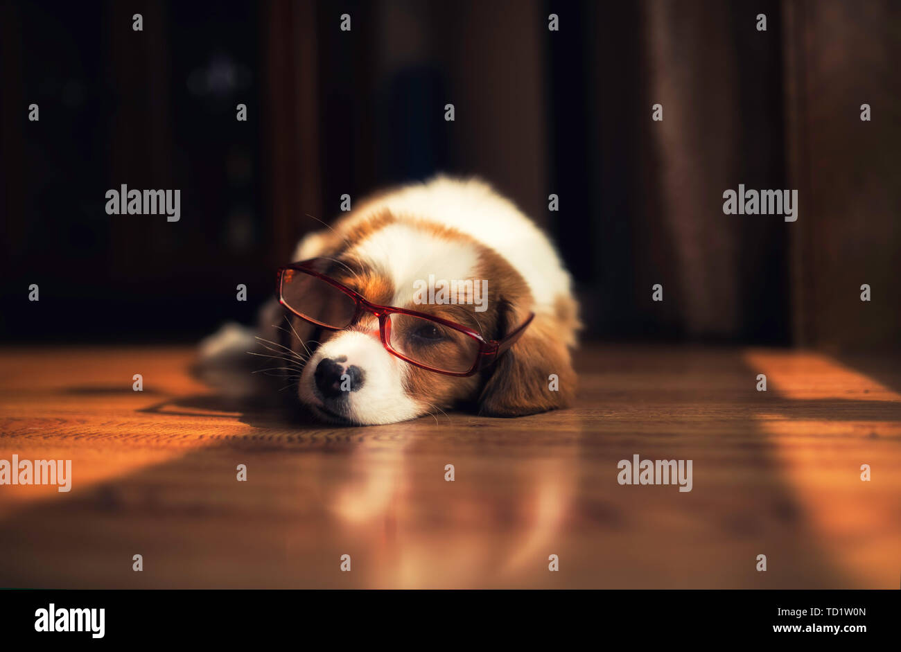 Grovelling hi-res stock photography and images - Alamy