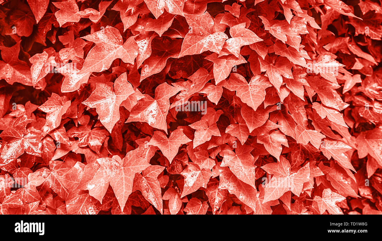 Red coral background made of fresh leaves. Color of the year 2019 Stock ...