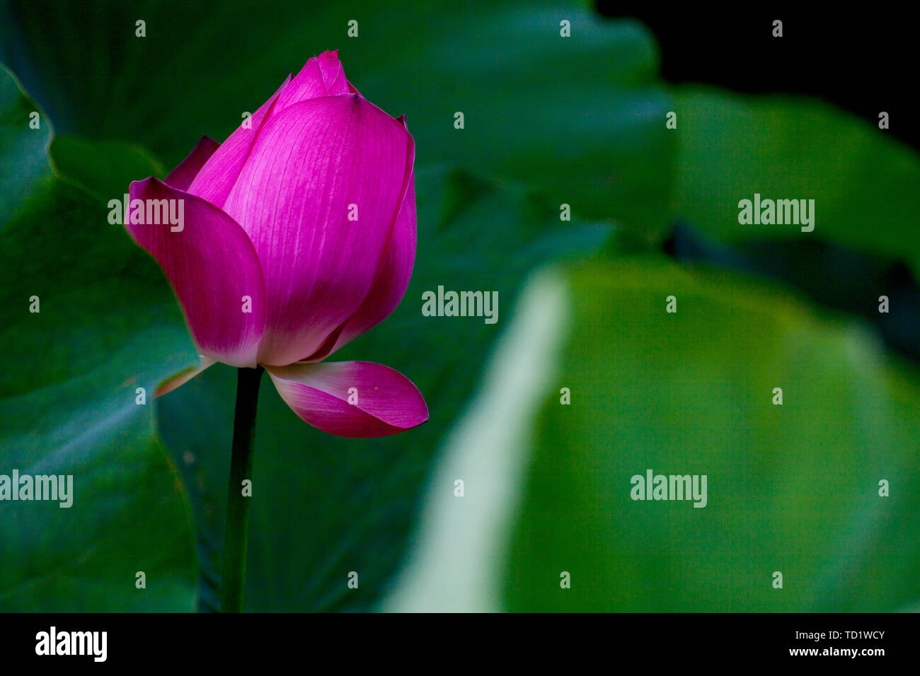 Aquatic plants in foreign countries hi-res stock photography and images ...