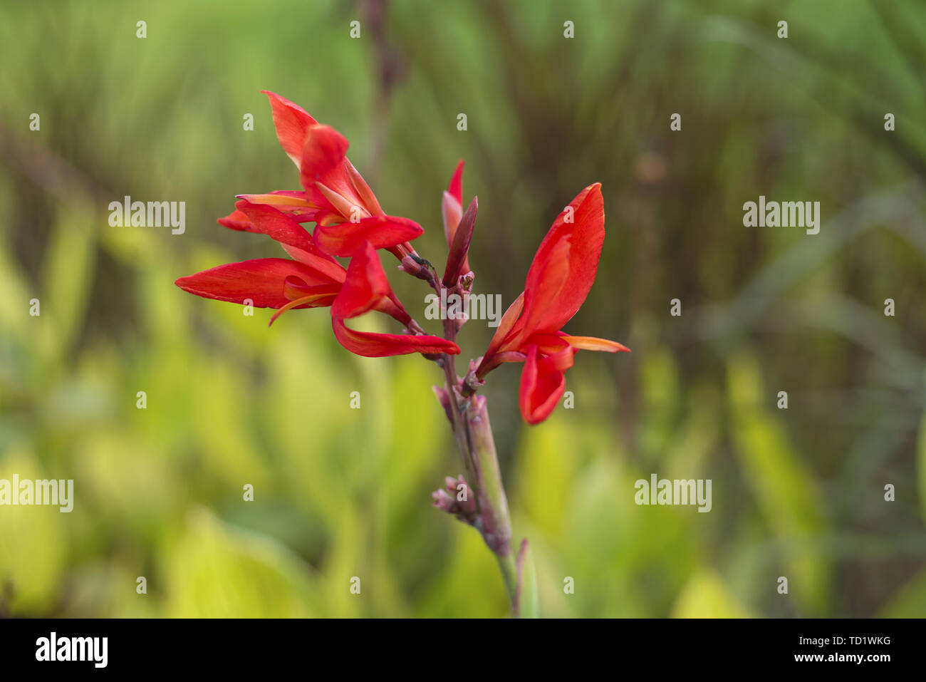 Photo of plantains, flowers and plants Stock Photo - Alamy