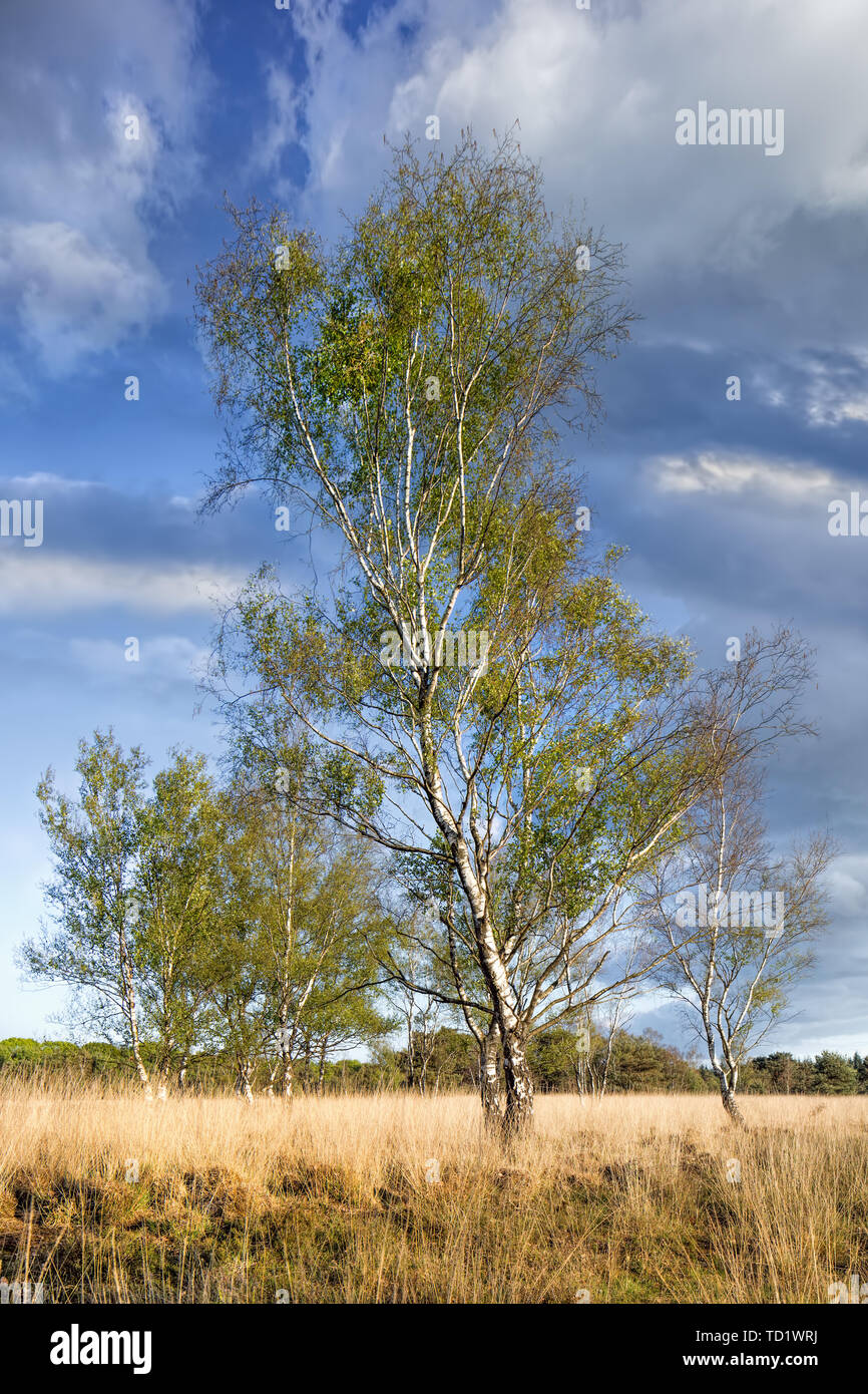 Birch tree, on a heath land with dramatic shaped clouds, Riel ...