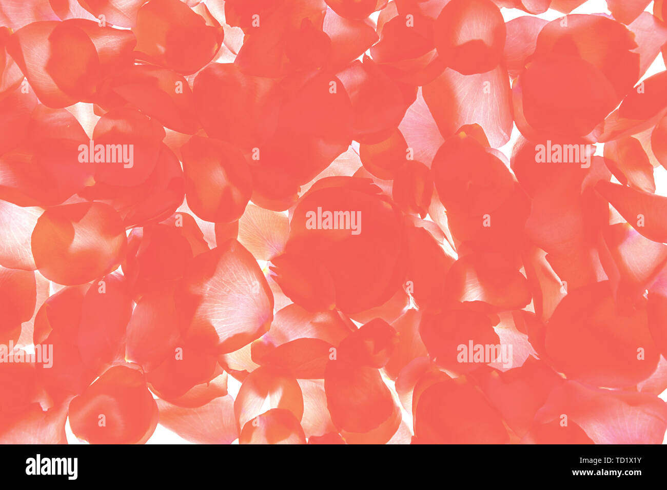 Red coral pink rose petals pattern on white background, isolated Stock ...