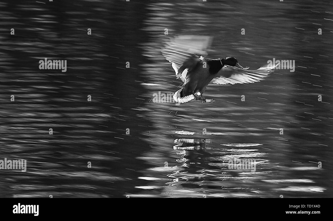 Slow door snaps flying birds Stock Photo - Alamy