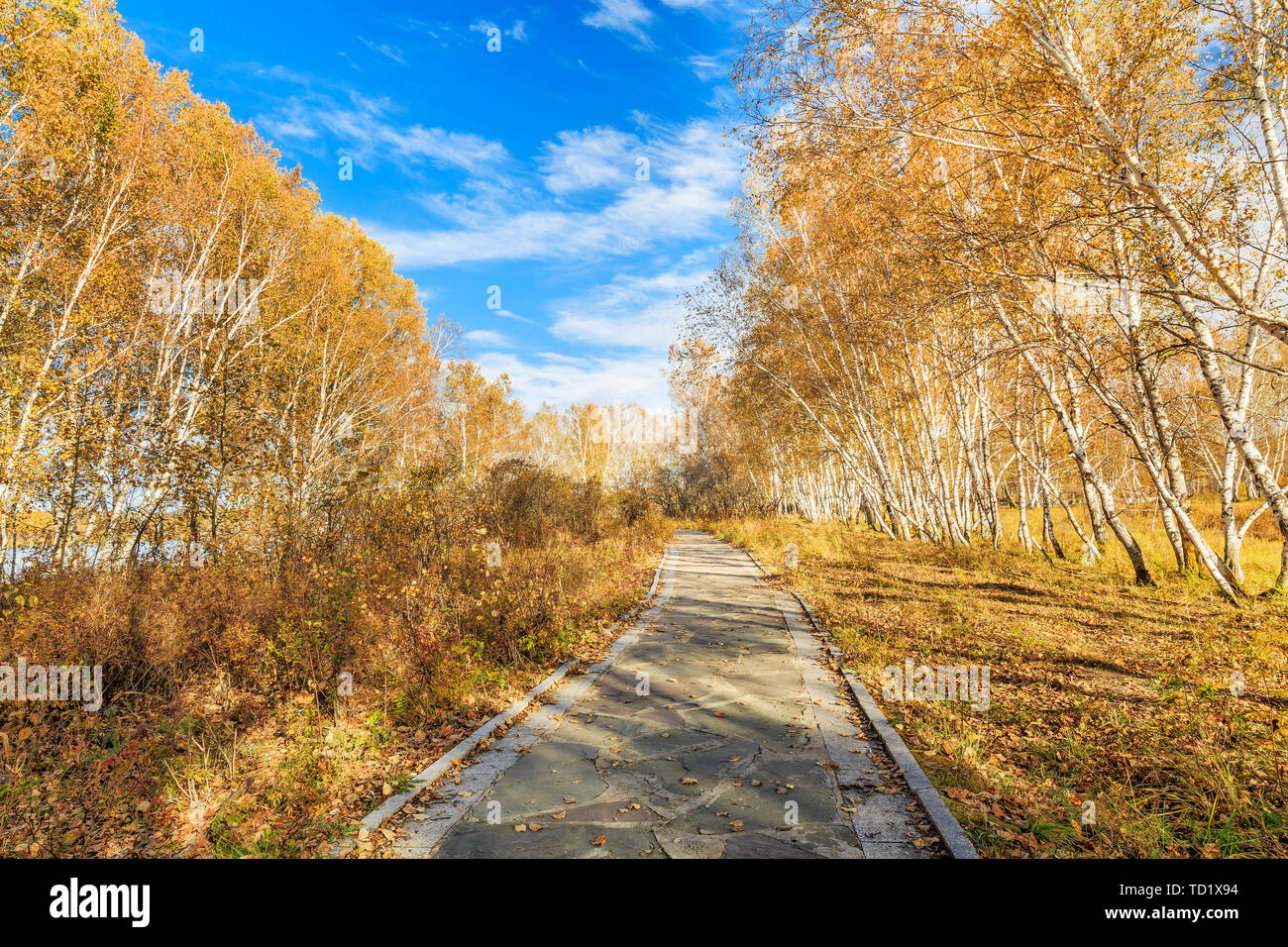 Birch forest path in autumn Stock Photo - Alamy