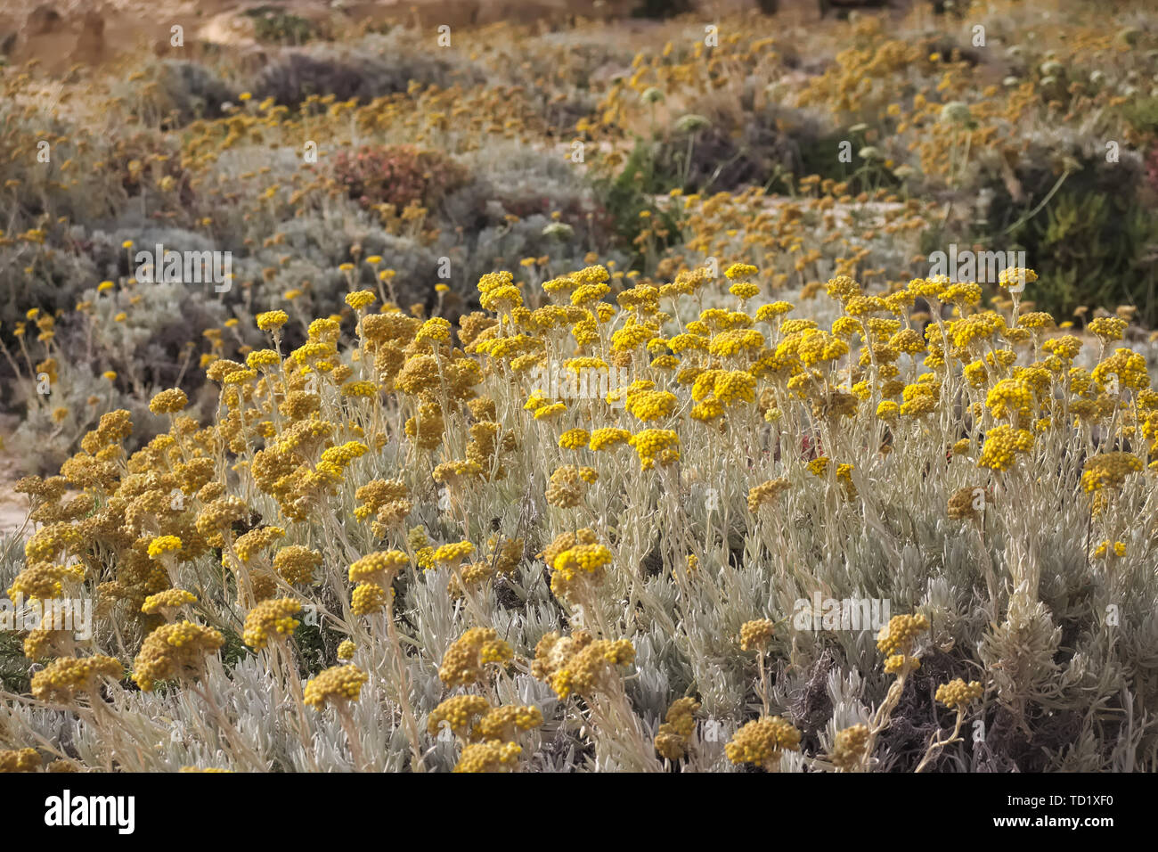 Yellow endemic flower Maltese Everlasting (Helichrysum melitense) in ...