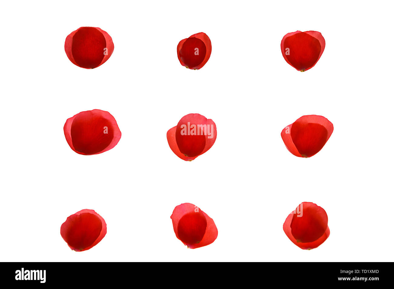 Red coral pink rose petal pattern from nine pairs of petals on white ...