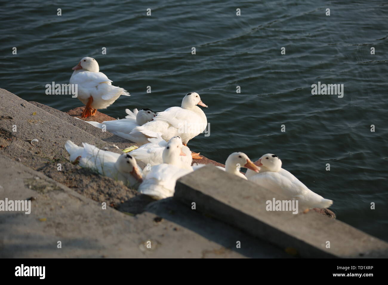 Ducks by the stream Stock Photo - Alamy