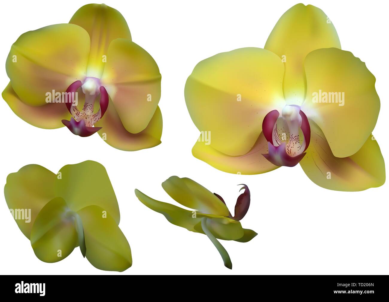 Part of an orchid Stock Vector Images - Alamy