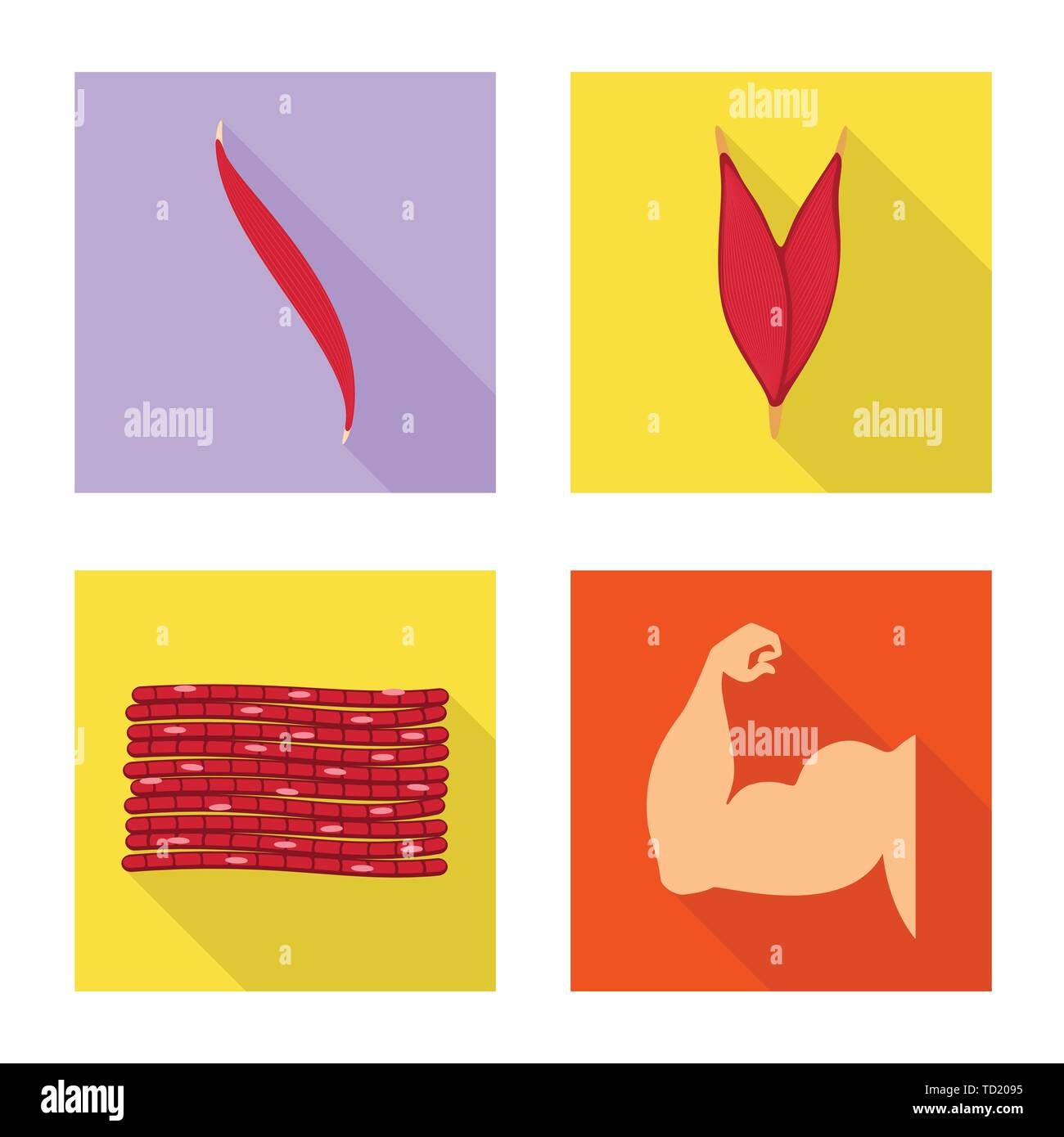 Vector design of muscle and cells symbol. Collection of muscle and ...