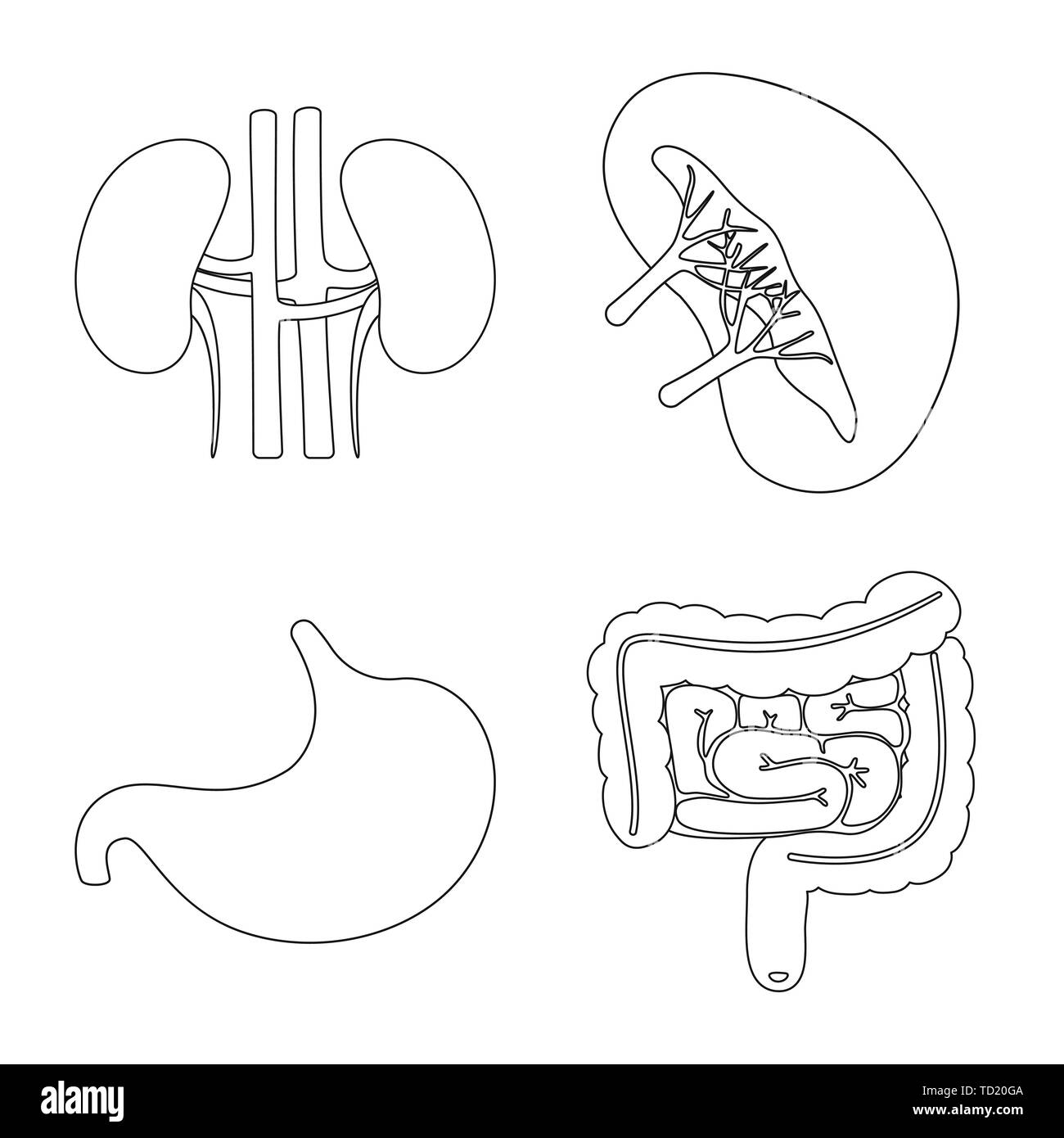 Isolated object of anatomy and organ symbol. Collection of anatomy and ...