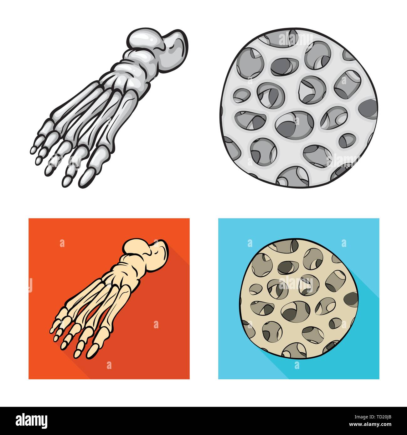Foot tendon bone Stock Vector Images - Alamy