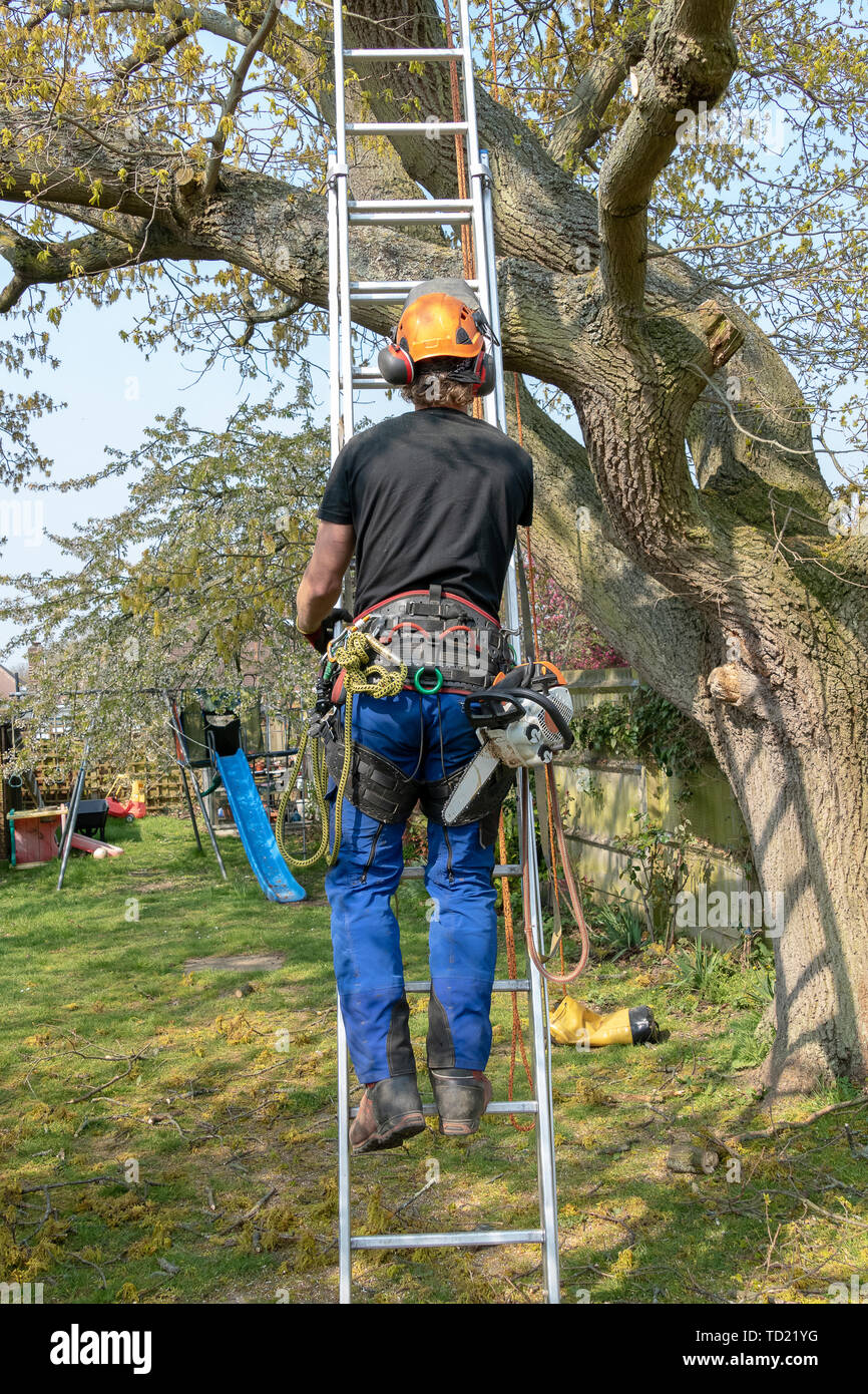 Arborist or Tree Surgeon with a chainsaw and safety ropes climbing a ...