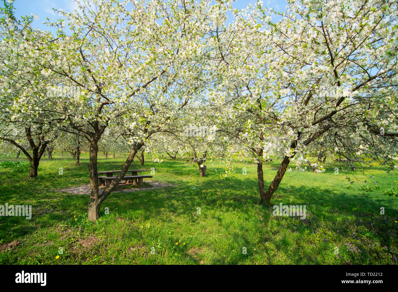 Garden spring blossom hi-res stock photography and images - Alamy