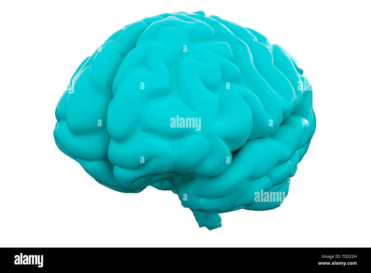 Blue Human brain on white background. Anatomical Model, 3d illustration ...