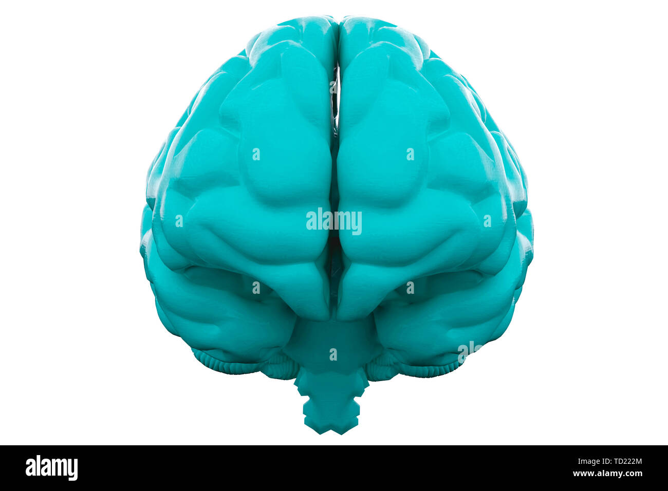 Blue Human brain on white background. Anatomical Model, 3d illustration ...