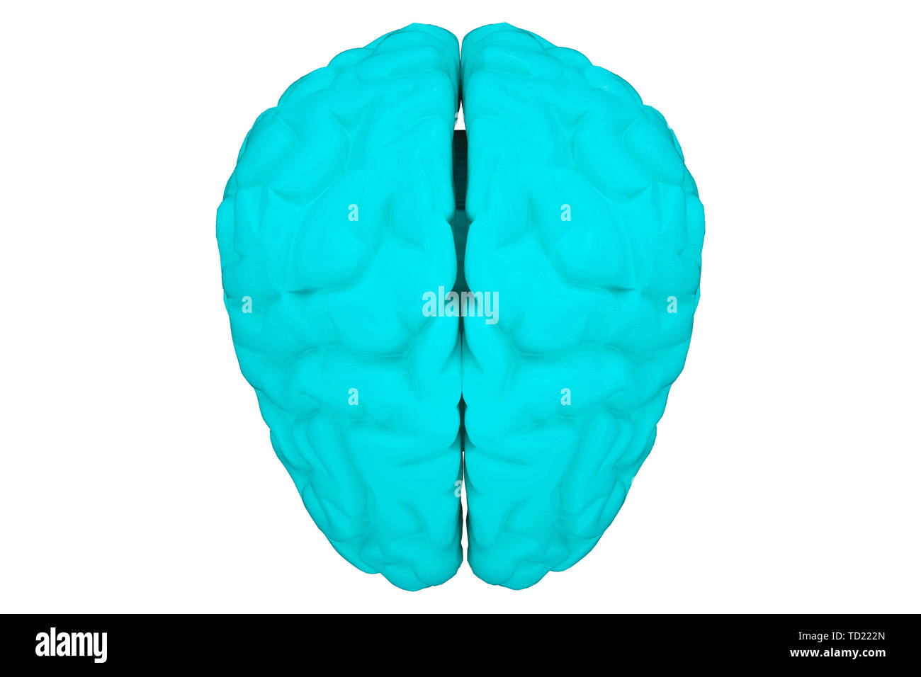 Blue Human brain on white background. Anatomical Model, 3d illustration ...