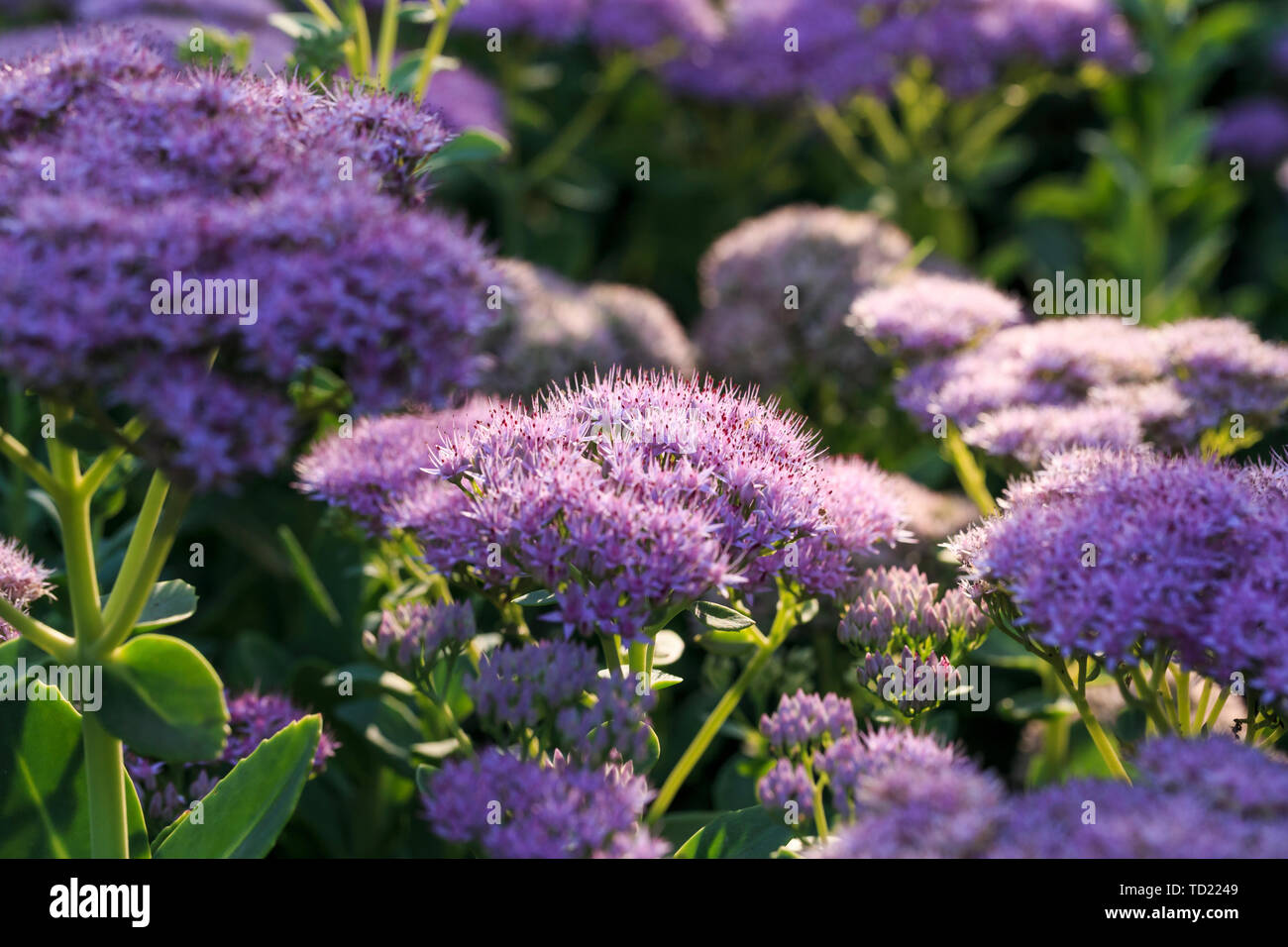 Plants that can be used as herbs - Babao Stock Photo - Alamy
