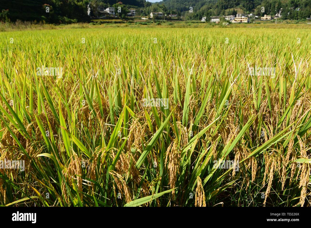 Spike of rice Stock Photo - Alamy
