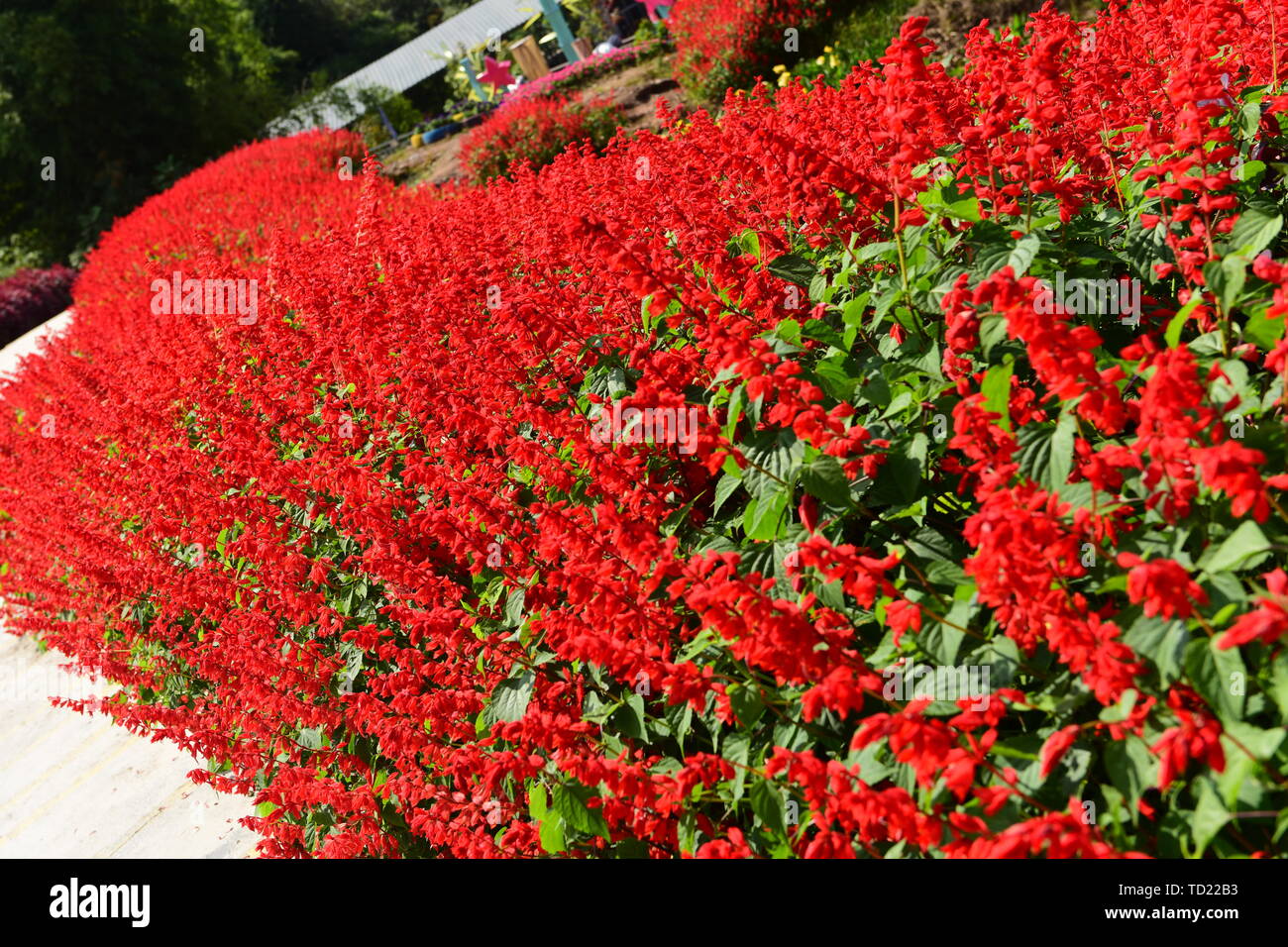A bunch of red flowers Stock Photo - Alamy