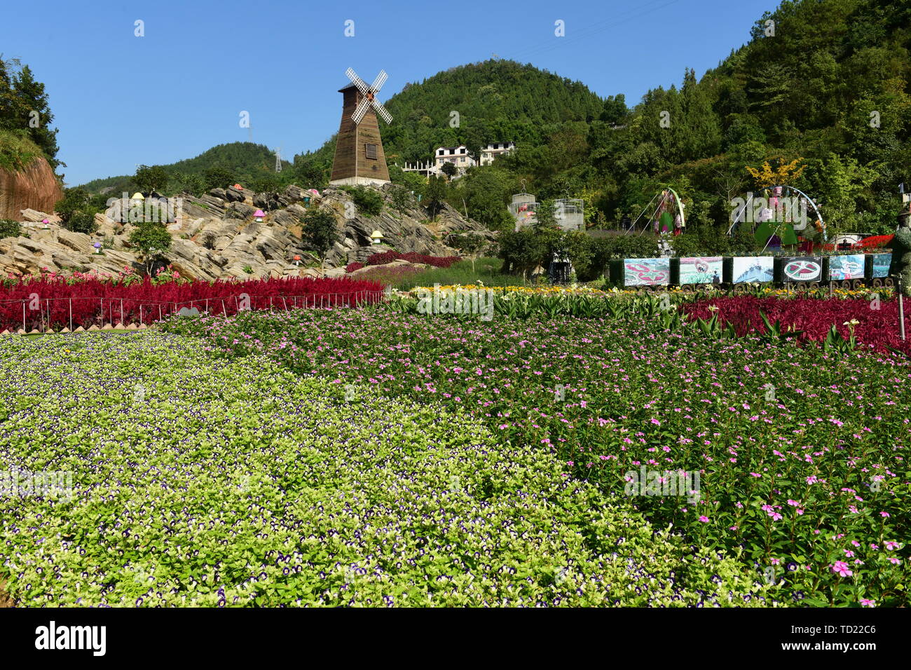 Blue pig's ear floral Stock Photo - Alamy