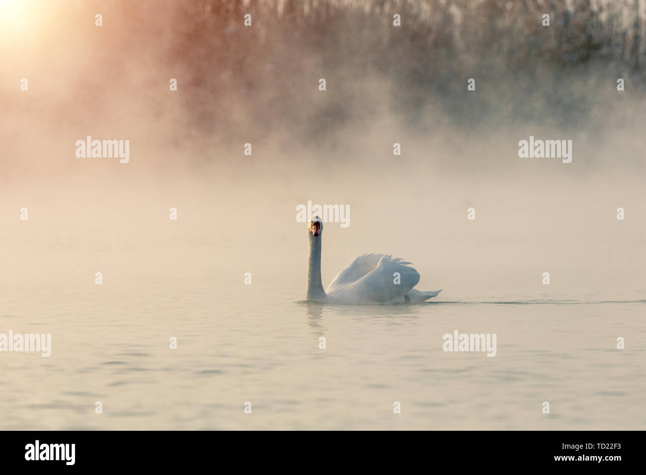 A warts-nosed swan swimming in hot springs in Yili, Xinjiang in winter ...