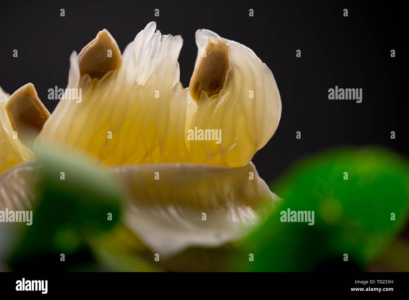 Pomelo seed hi-res stock photography and images - Alamy