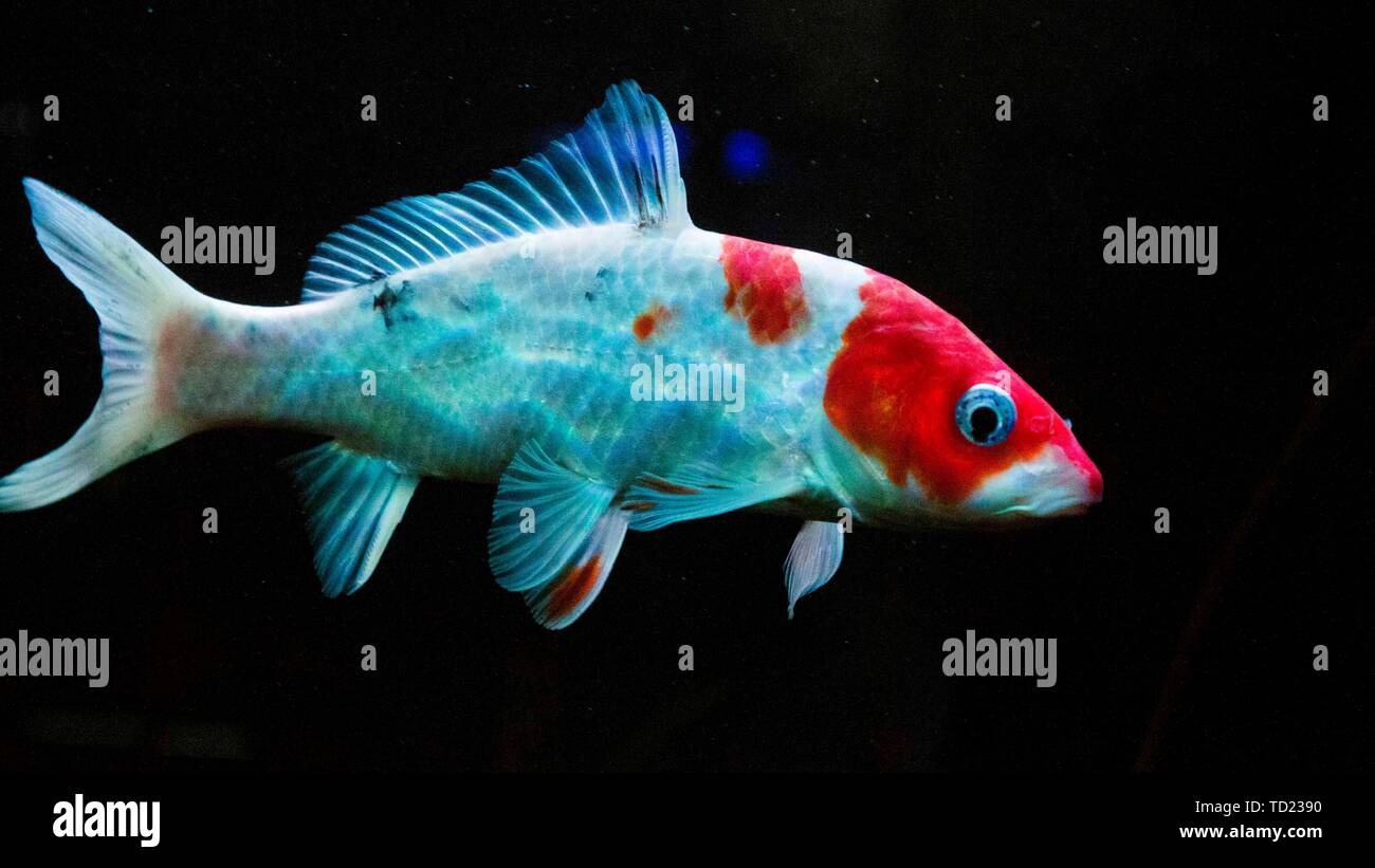 Ornamental foreign plants hi-res stock photography and images - Alamy