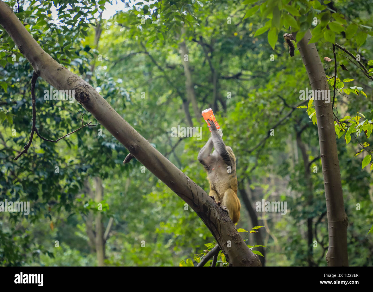 Monkeys and mon hi-res stock photography and images - Alamy