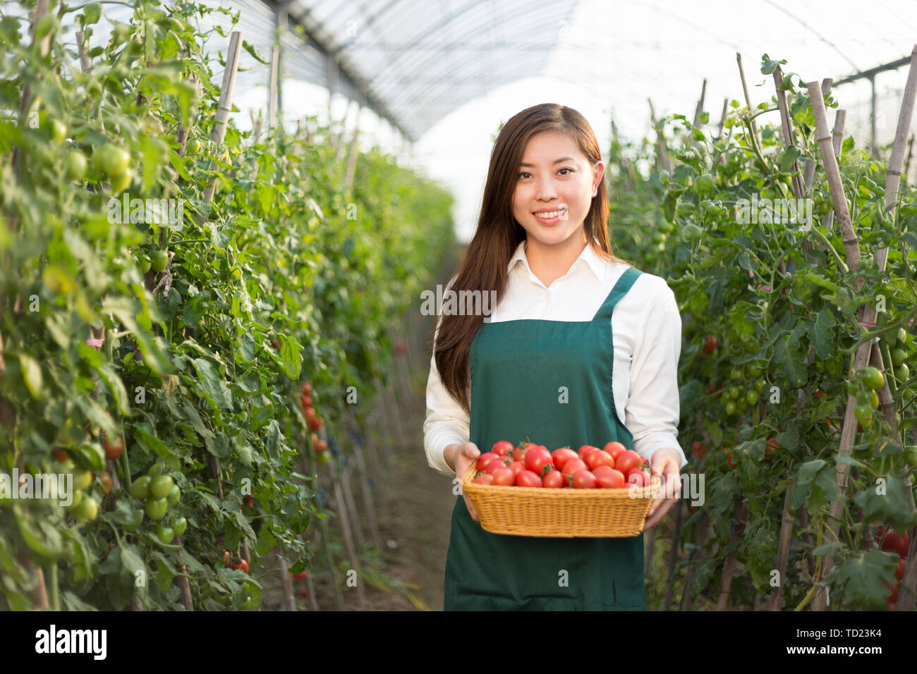 young beautiful chinese woman works in green field Stock Photo - Alamy