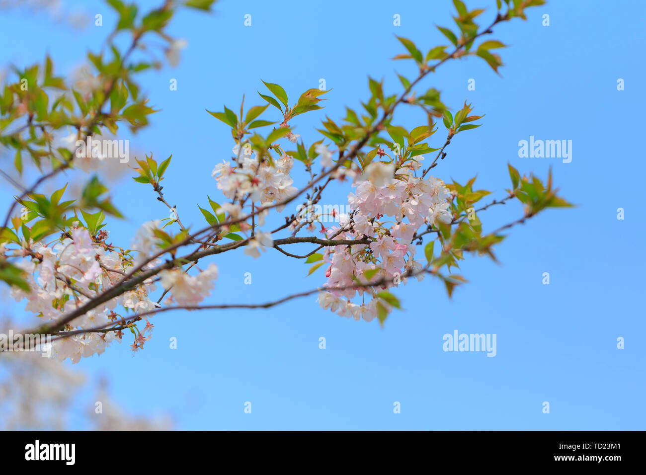 Chenshan Botanical Garden High Resolution Stock Photography and Images ...