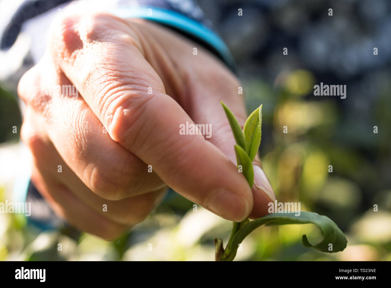 Hand tea leaf in tea Stock Photo - Alamy