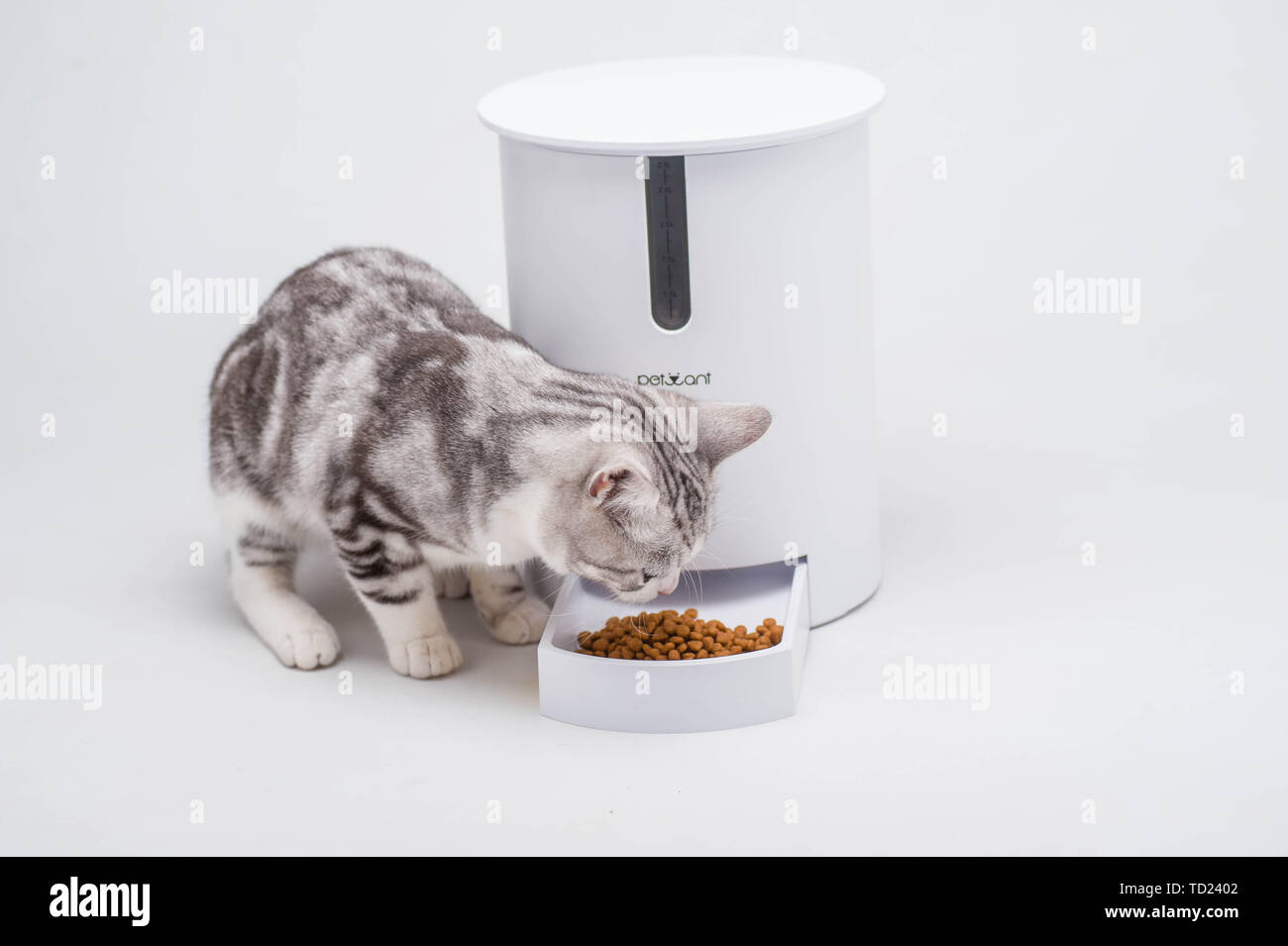 cat, pet, cat, animal, sprouting Stock Photo - Alamy