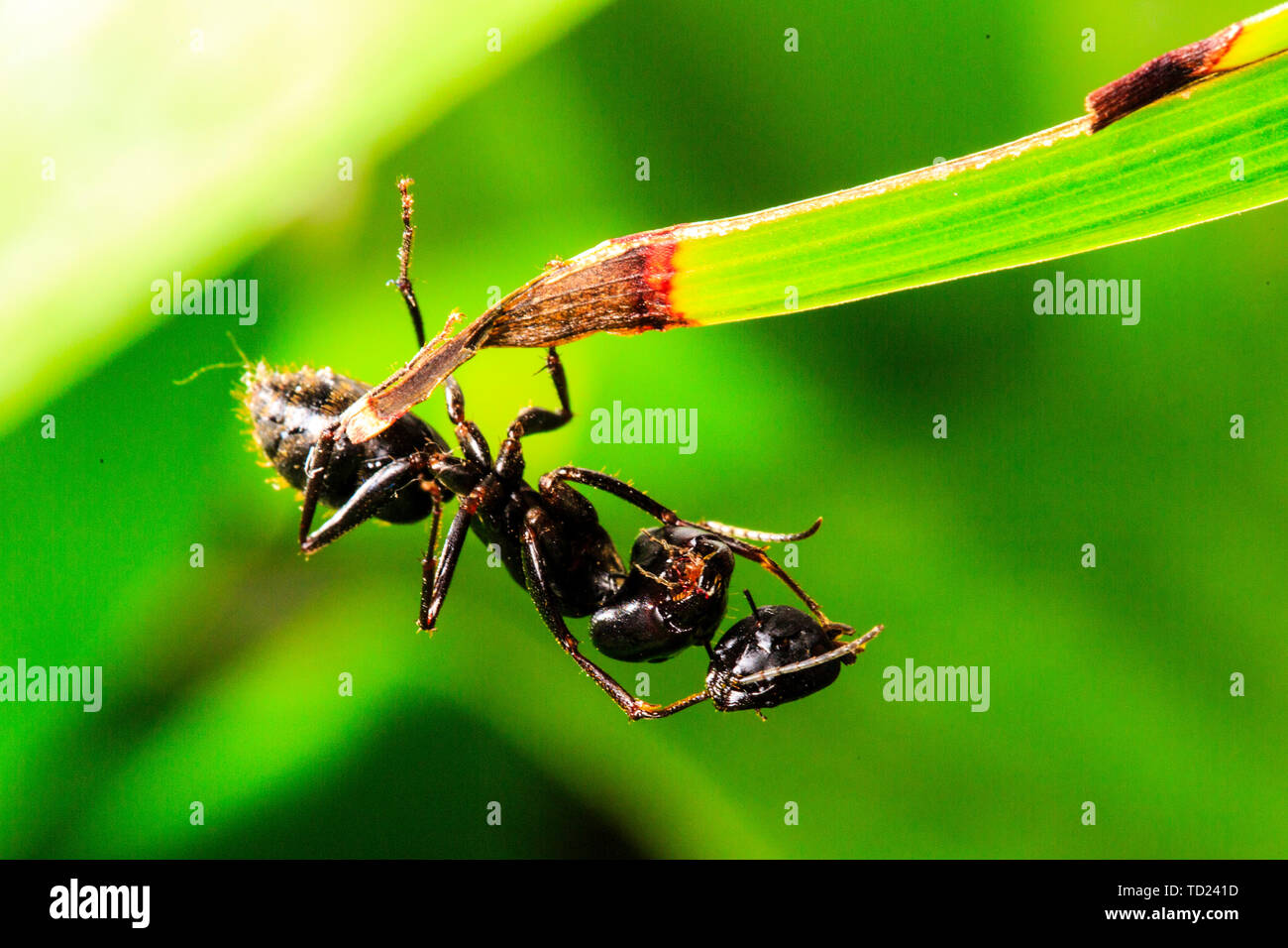 Ants and flies hi-res stock photography and images - Alamy