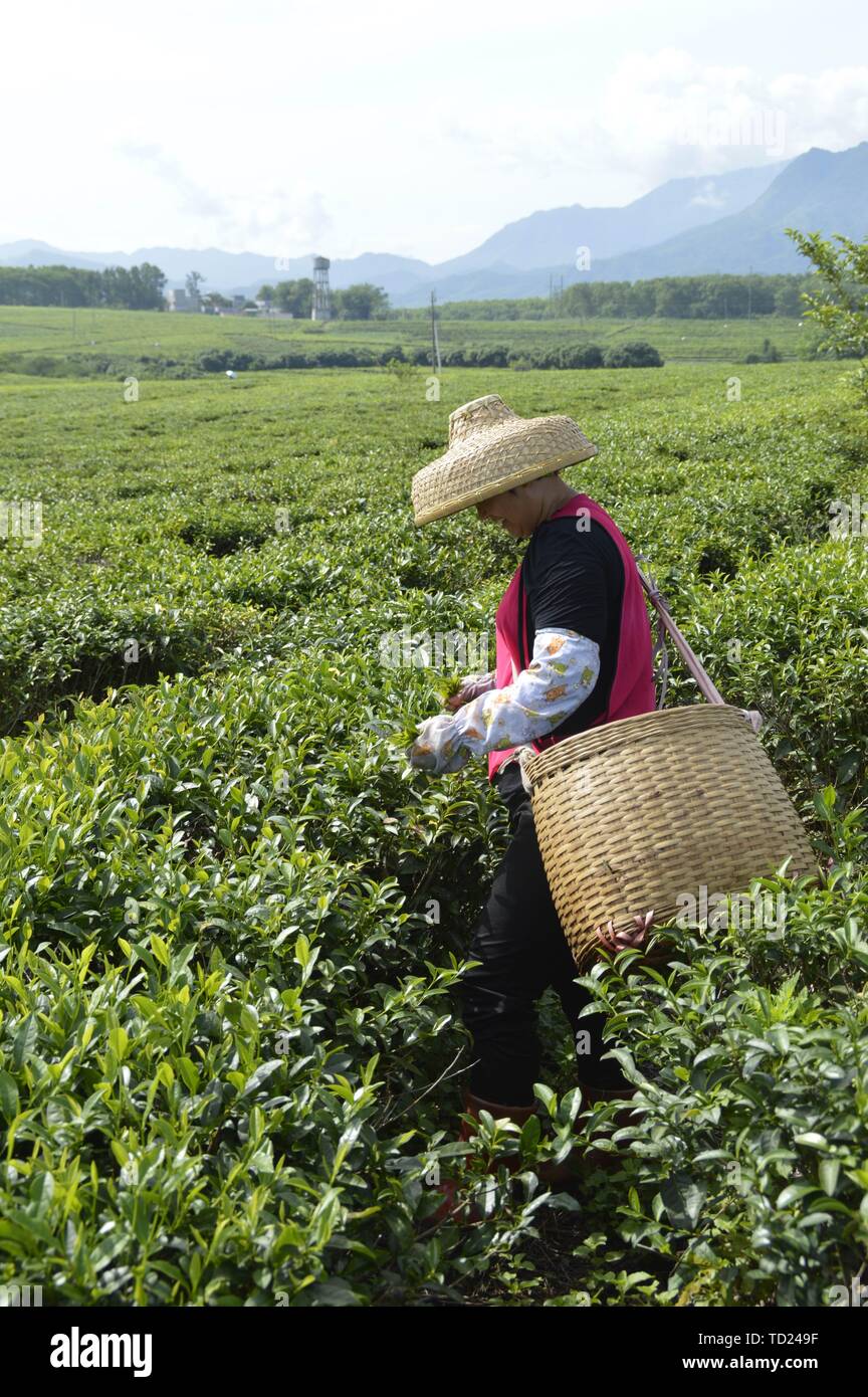 Hainan tea hi-res stock photography and images - Alamy