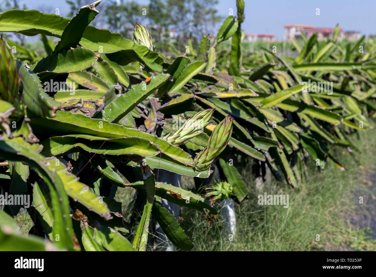 Foshan dragon fruit planting base, Guangdong Stock Photo - Alamy