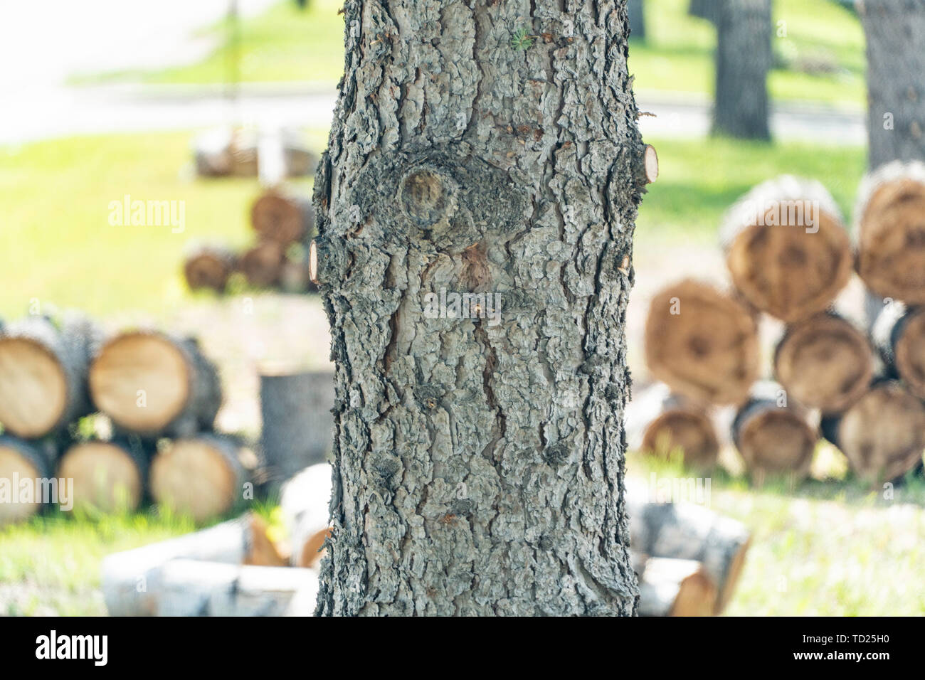 Stacks of cut tree logs for free firewood Stock Photo - Alamy