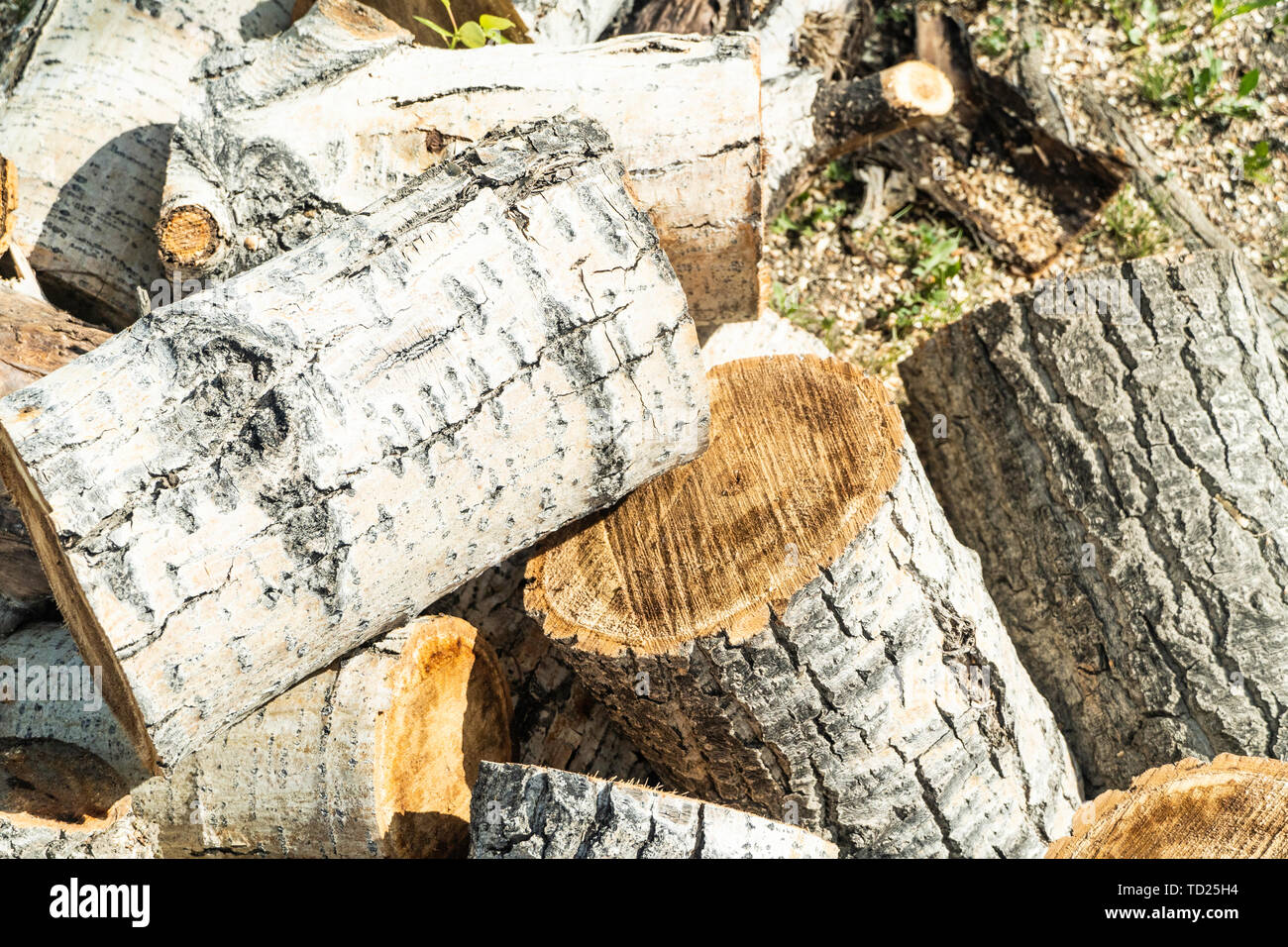 Stacks of cut tree logs for free firewood Stock Photo - Alamy