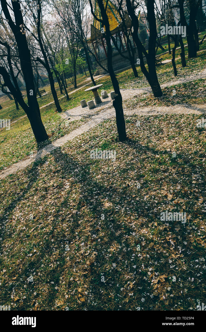 Spring, falling flowers, campus Stock Photo - Alamy