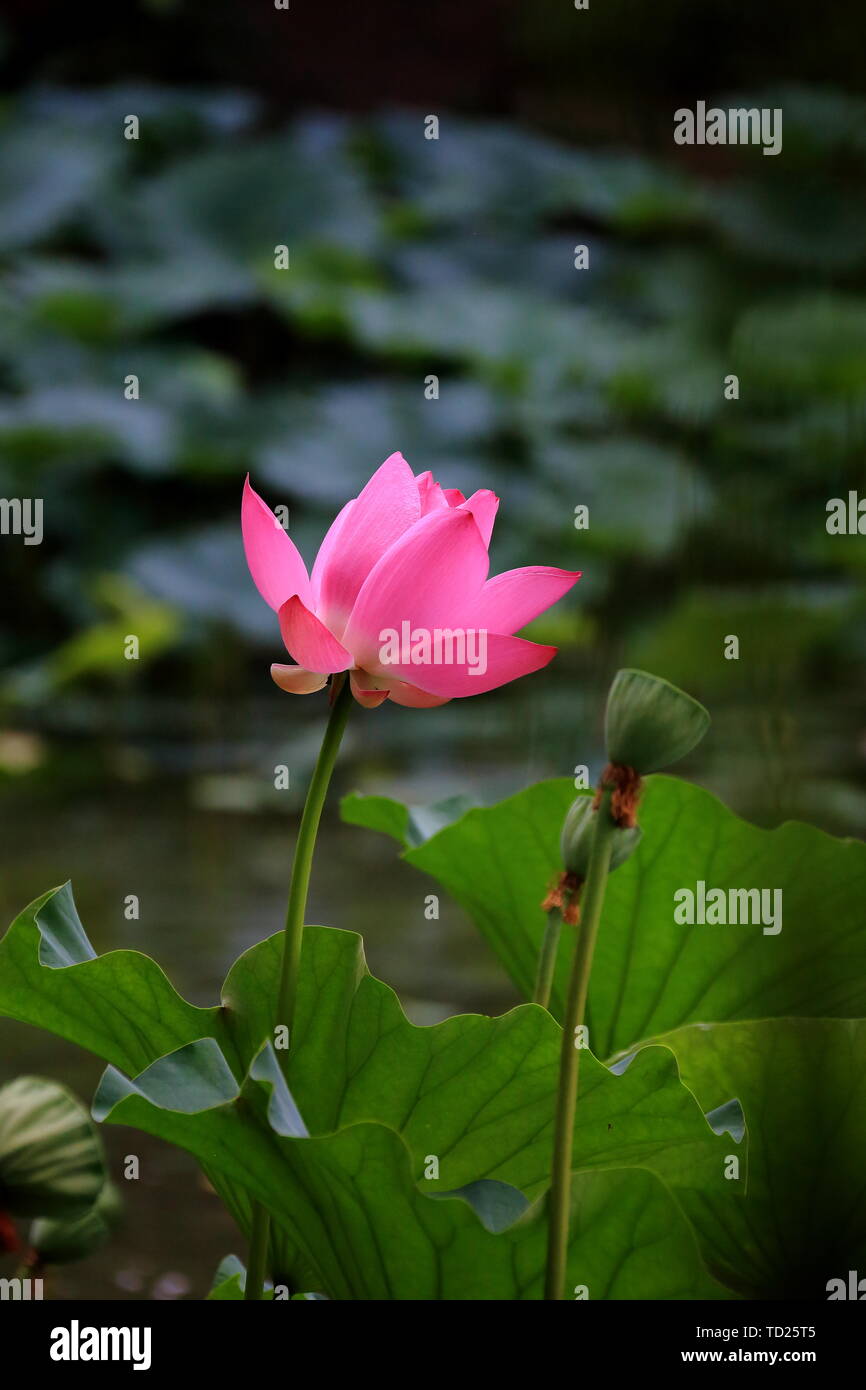 Lotus microscopic plants hi-res stock photography and images - Alamy