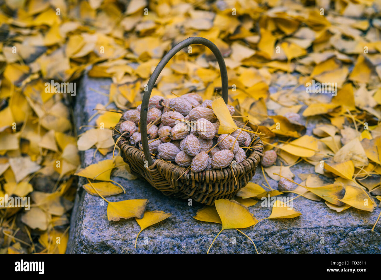 Ginkgo dried fruit Stock Photo - Alamy