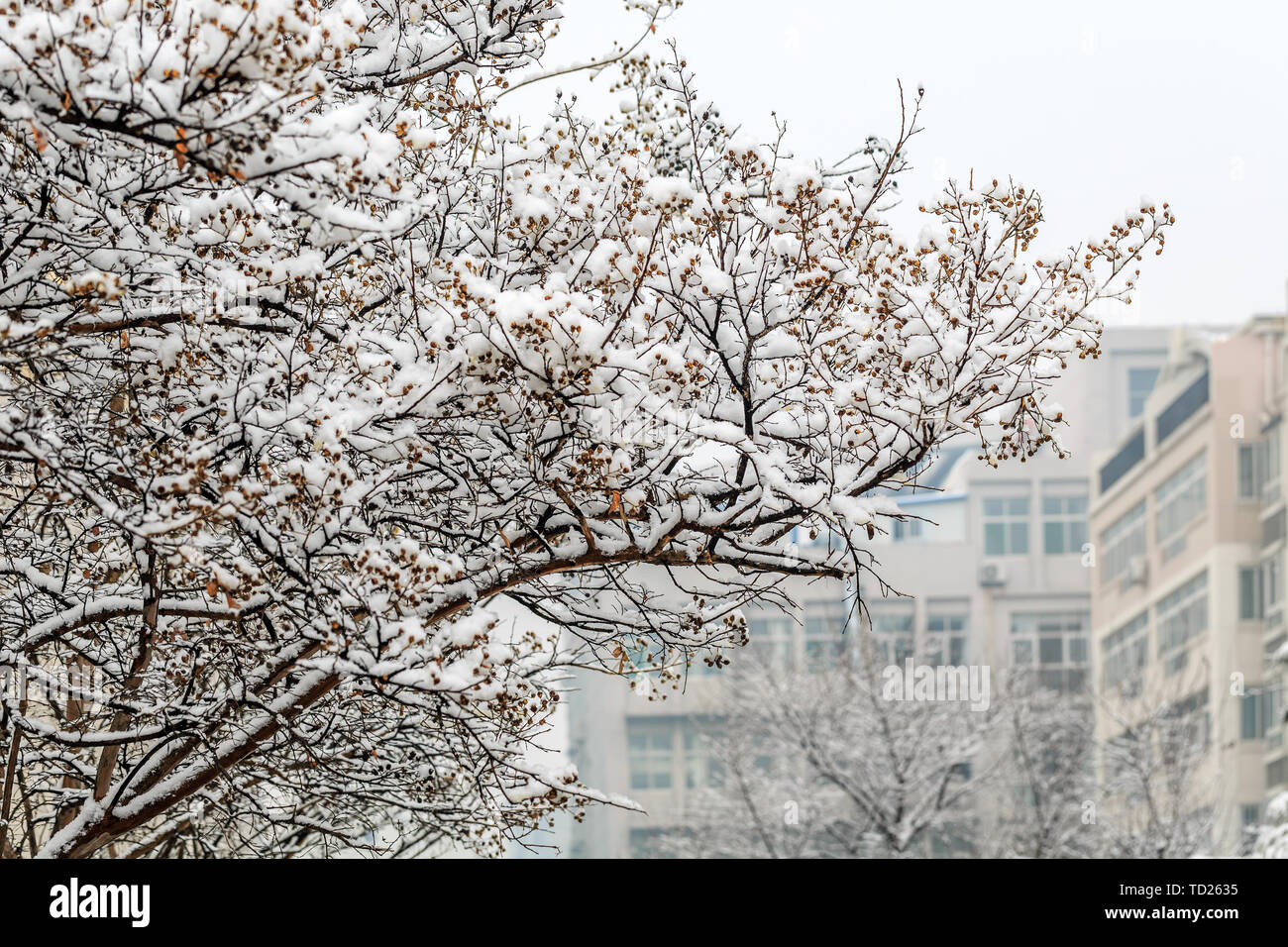 The beautiful scenery of the branches of the community after the snow ...