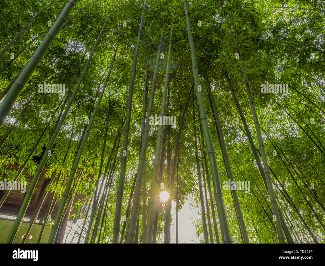 Bamboo planting grain hi-res stock photography and images - Alamy