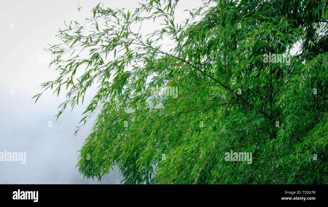 The scenery of Da Zhuhai in western Zhejiang (Photo in Luo hometown ...